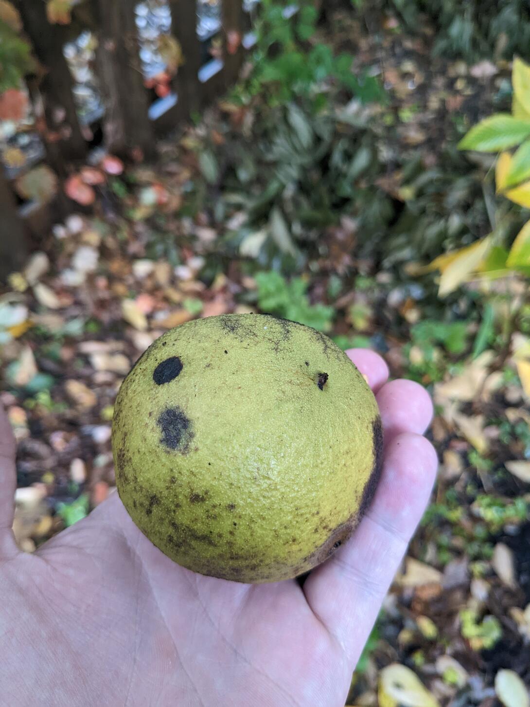 Black Walnut | CMP Tree Selection Tool